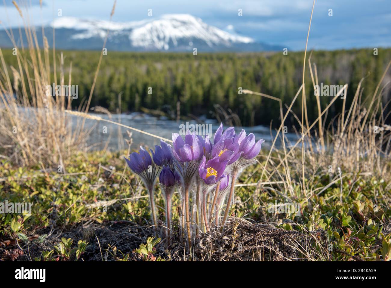 Yukon crocus pasque flower plant to bloom during spring time in ...