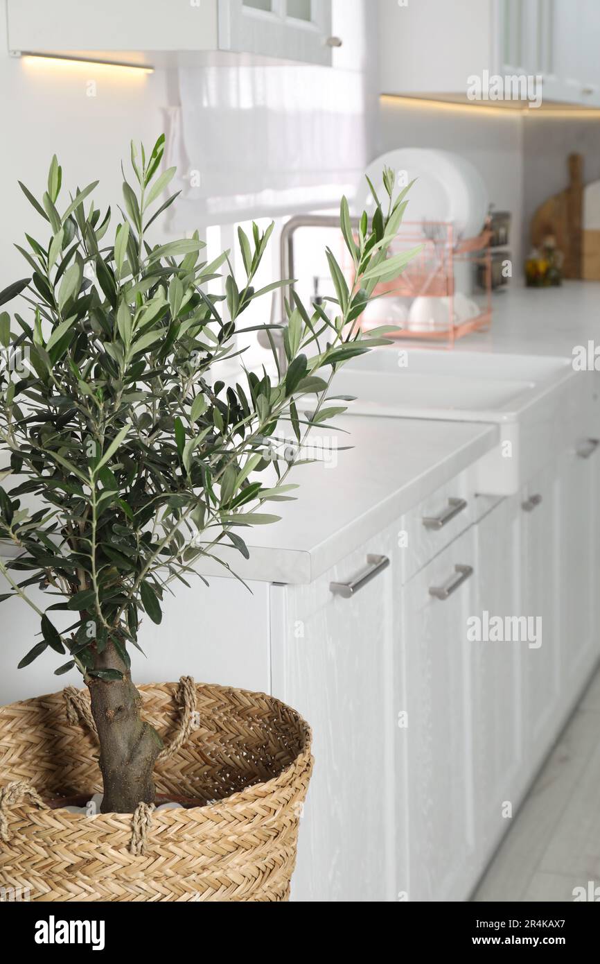 Beautiful potted olive tree in stylish kitchen Stock Photo - Alamy