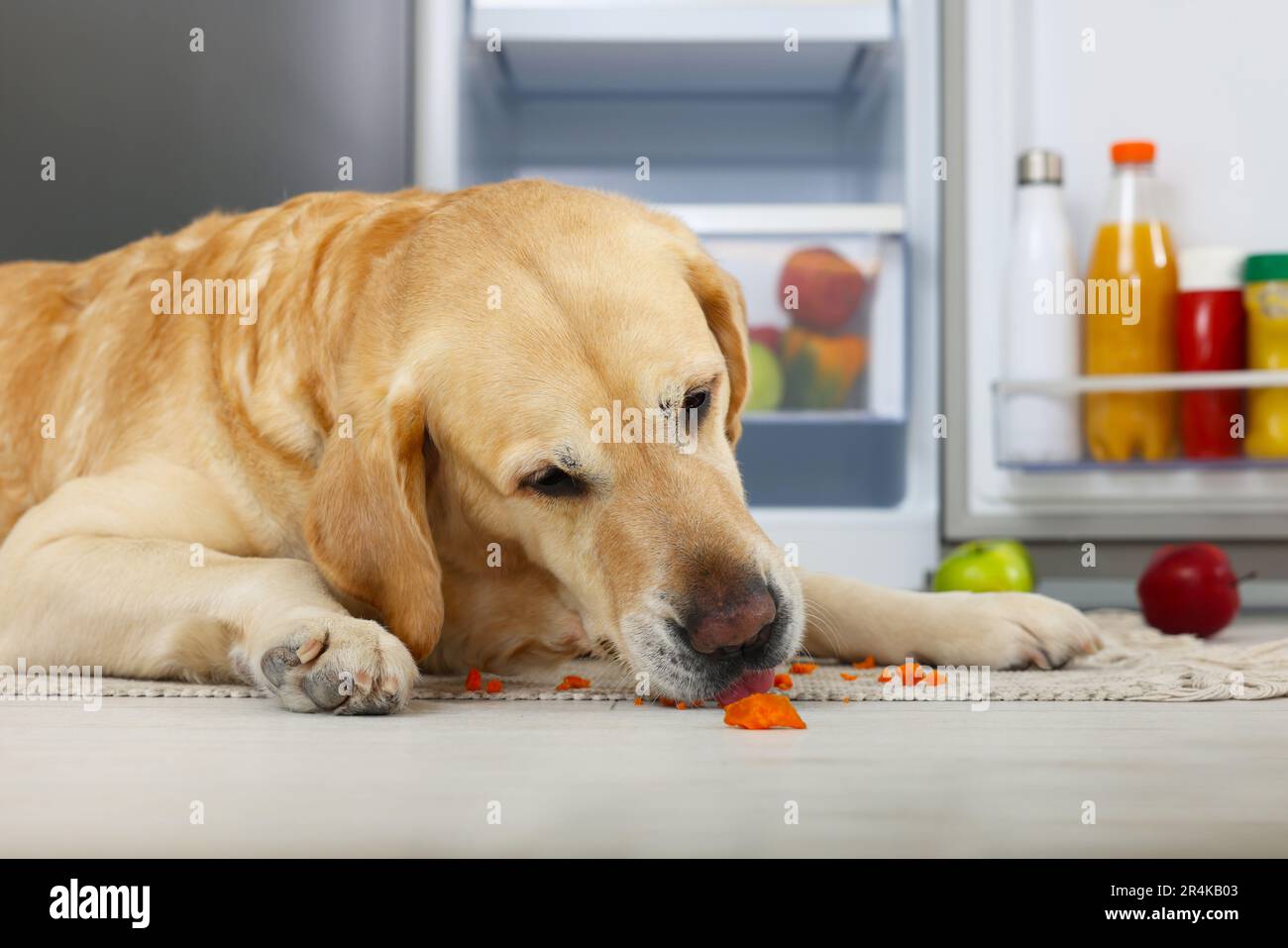 Cute Labrador Retriever eating carrot near refrigerator indoors Stock ...