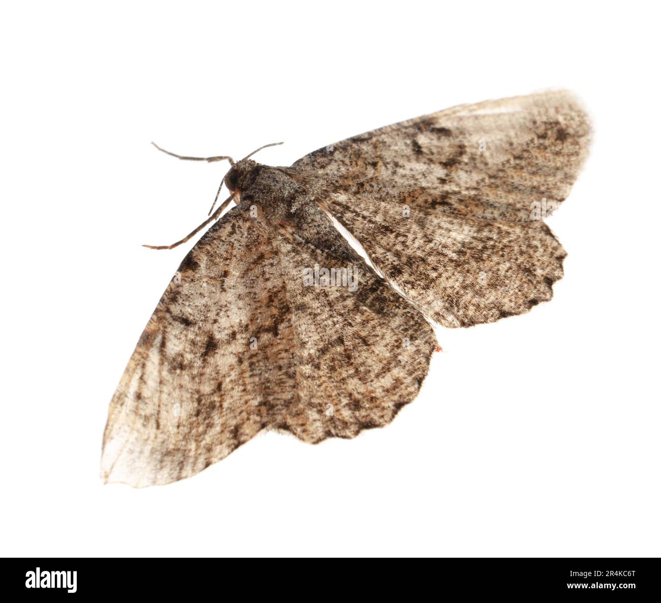 Single Alcis repandata moth isolated on white Stock Photo - Alamy