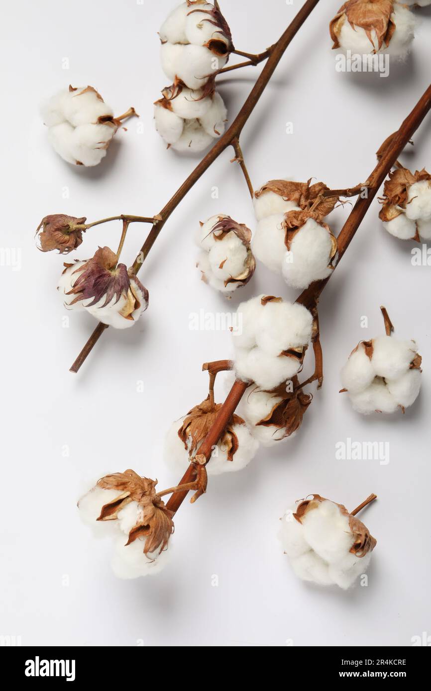 Dried cotton branches with fluffy flowers on white background, flat lay ...