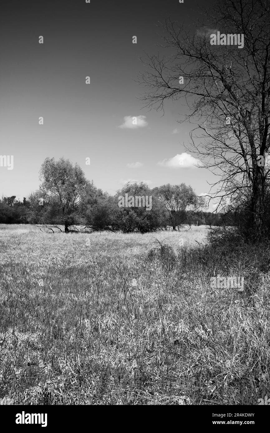 A typical common natural environment and field full of wild plants and ...