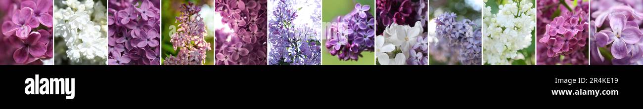 Collage with photos of beautiful lilac flowers Stock Photo - Alamy