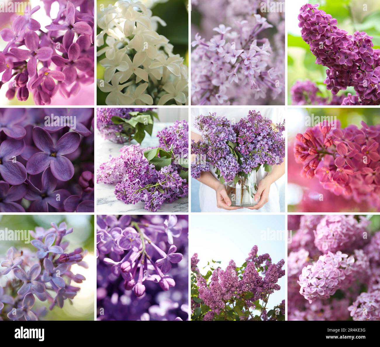 Collage with photos of beautiful lilac flowers Stock Photo - Alamy