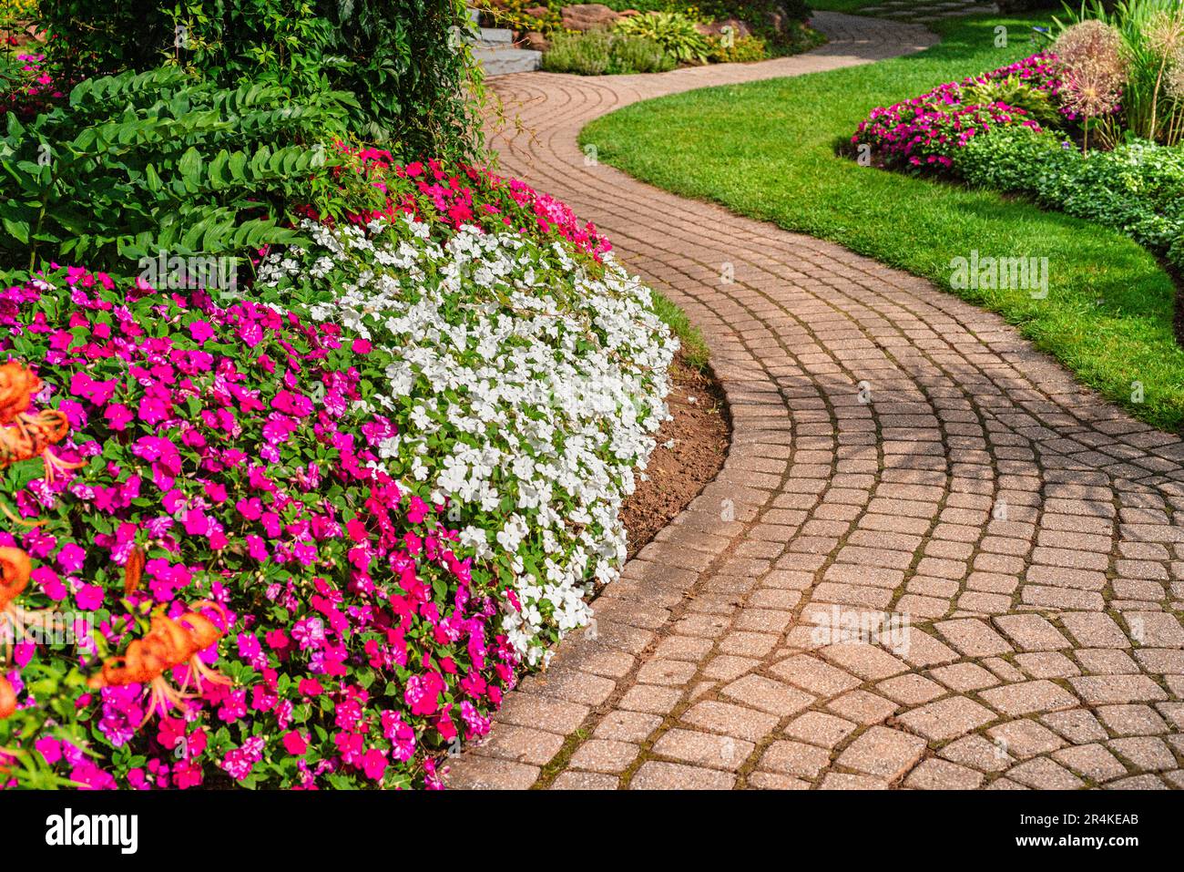 Flowerbeds of vivid colored impatiens border a winding garden path ...