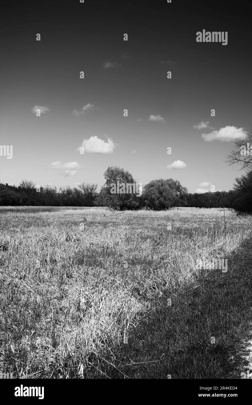 A typical common natural environment and field full of wild plants and ...