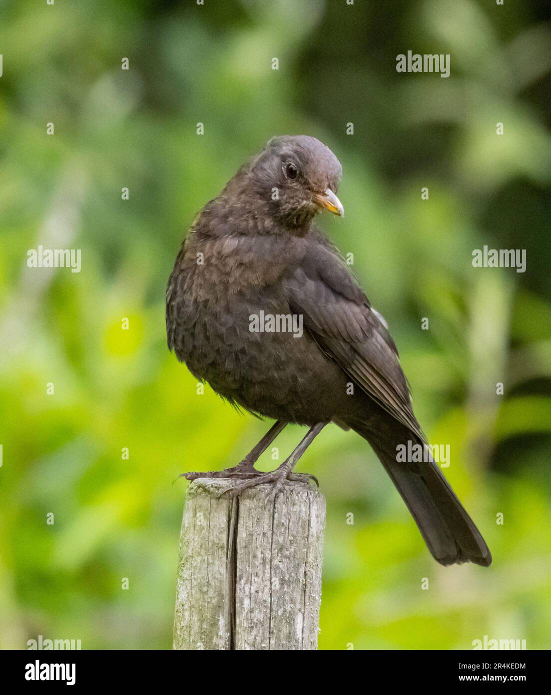 Female blackbird at nest hi-res stock photography and images - Alamy