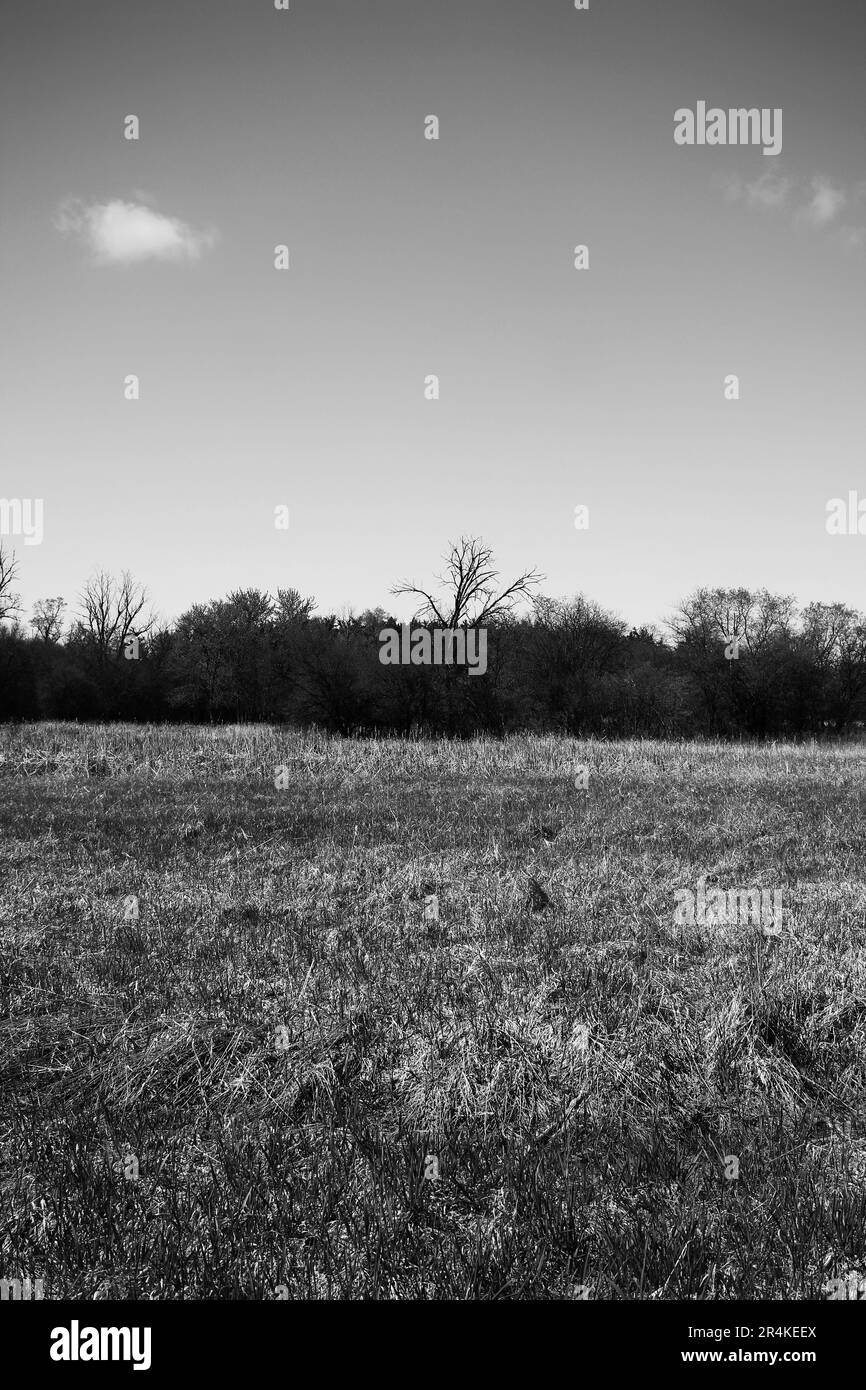 A typical common natural environment and field full of wild plants and ...