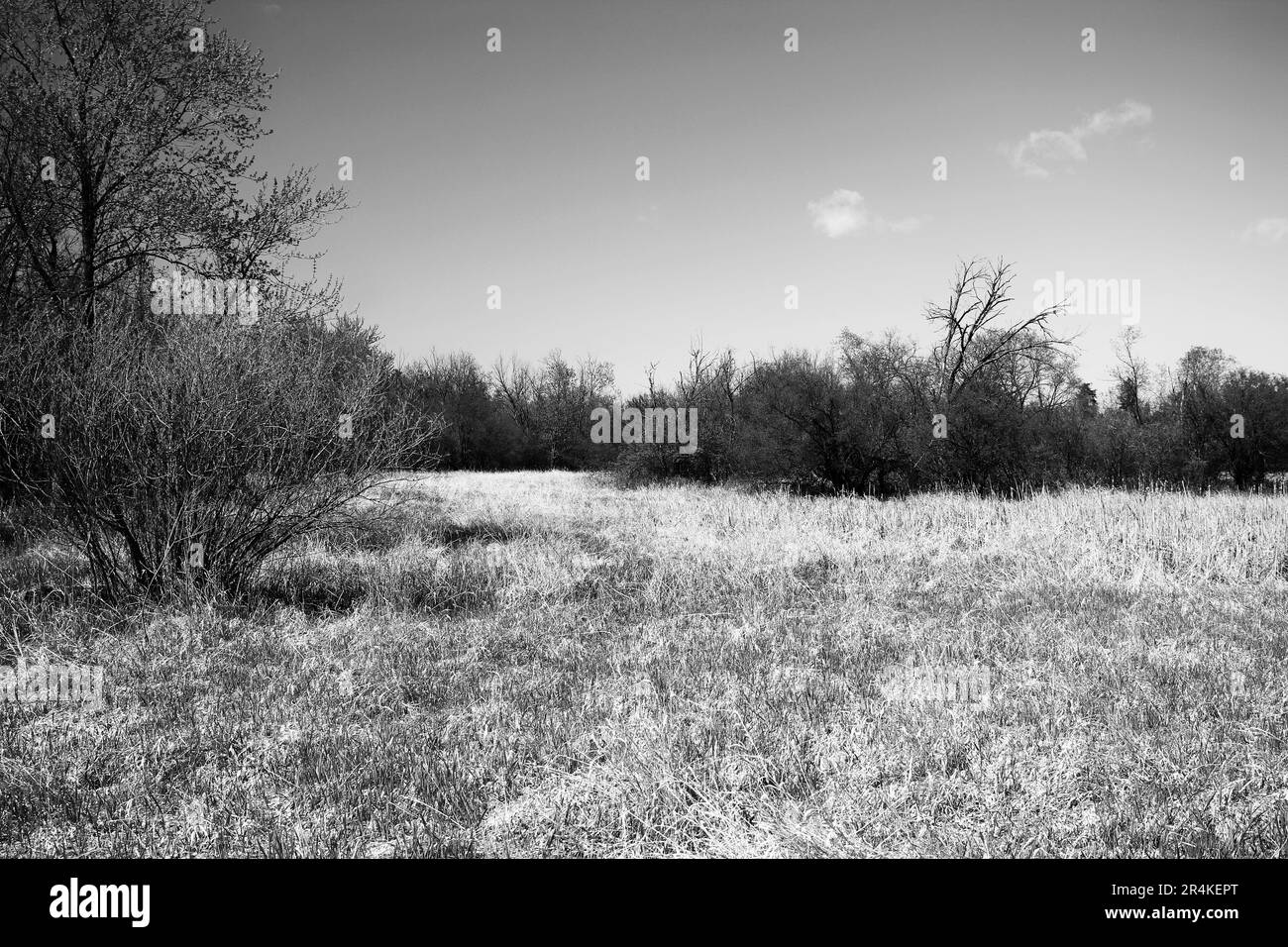 A typical common natural environment and field full of wild plants and ...