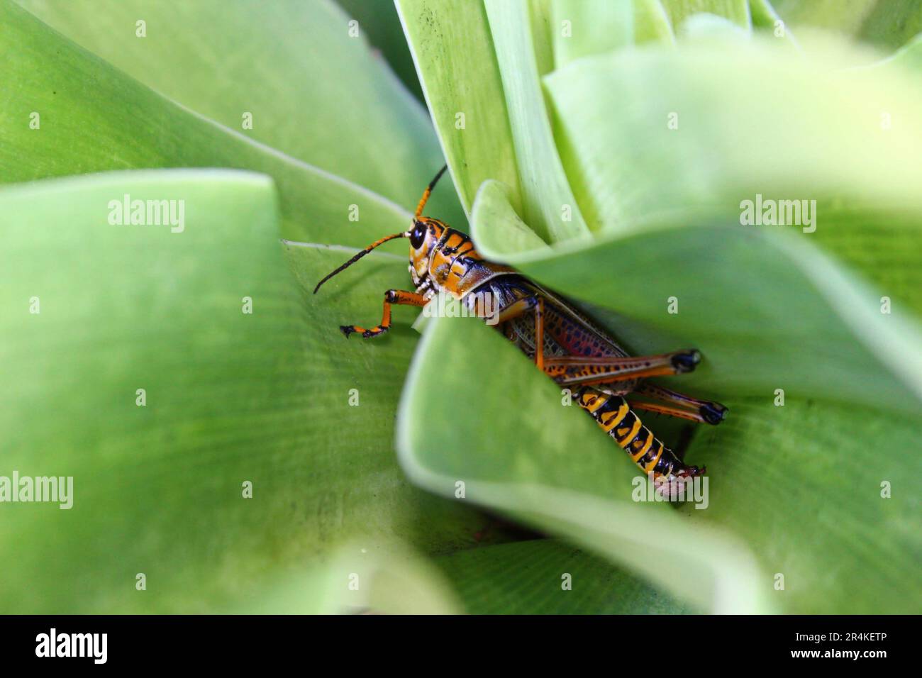 Leaves grasshopper hi-res stock photography and images - Alamy