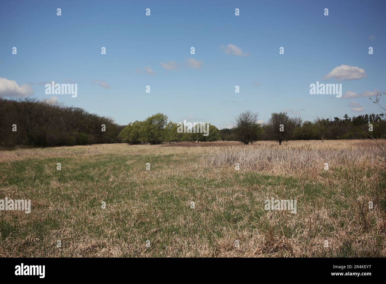 A typical common natural environment and field full of wild plants and ...