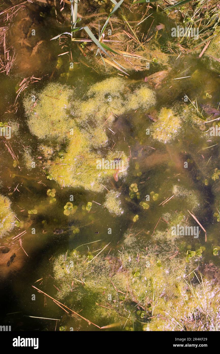 A typical algae bloom floating on the surface of the river Stock Photo ...