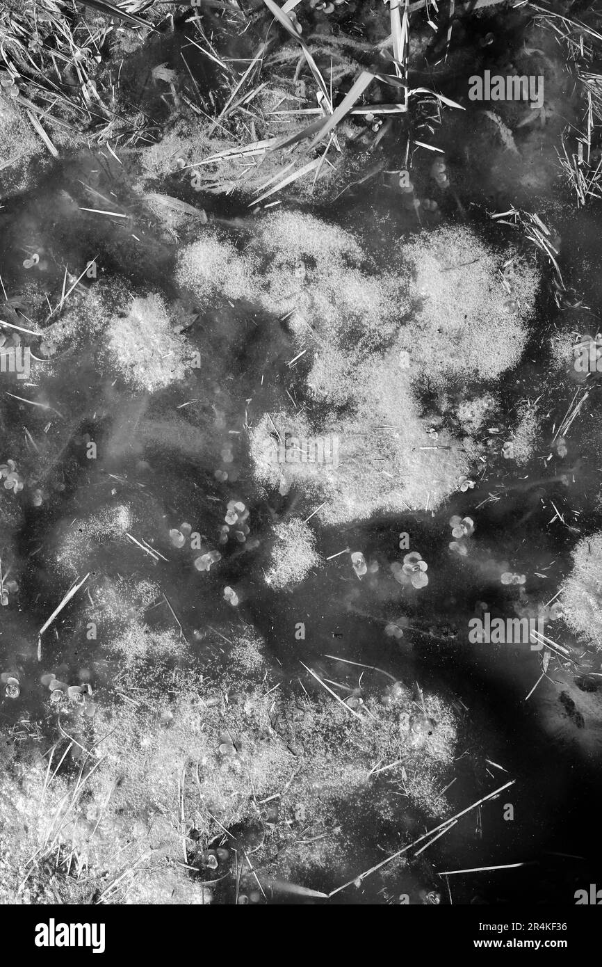 A typical algae bloom floating on the surface of the river in a black ...