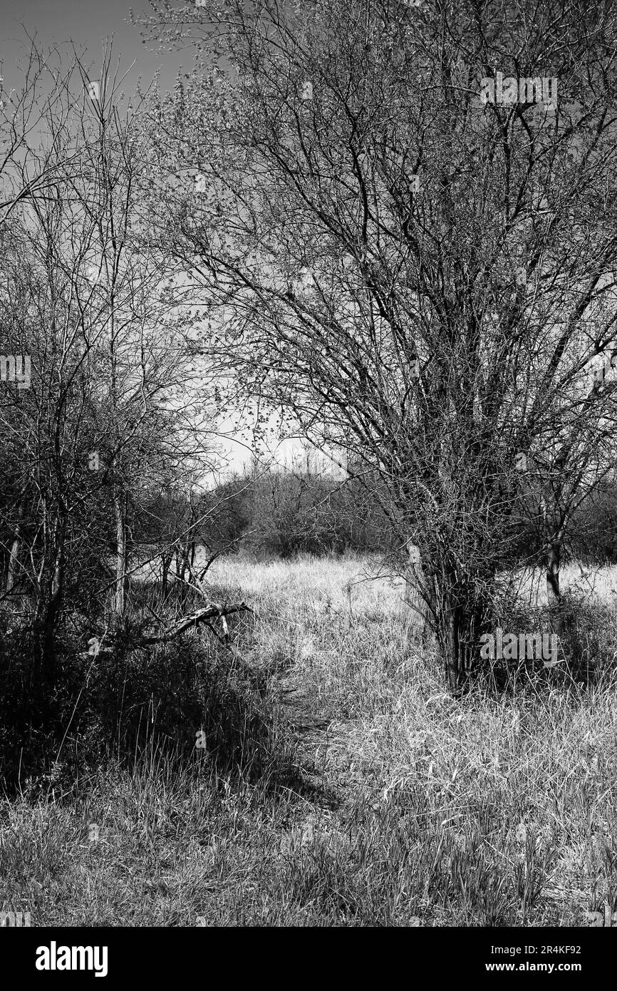 A typical common natural environment and field full of wild plants and ...