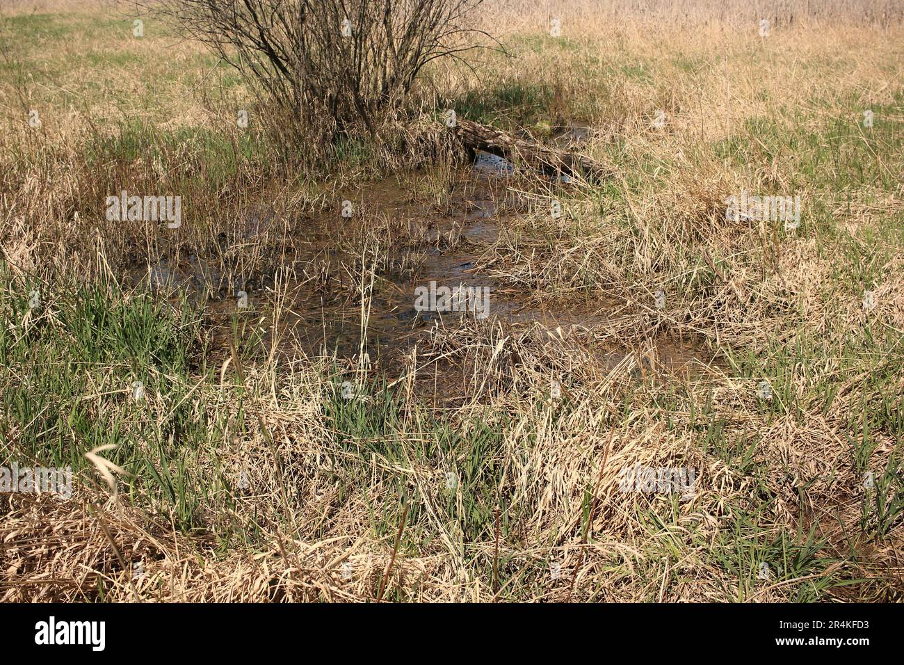 An overgrown field of wild grasses and a bush Stock Photo - Alamy