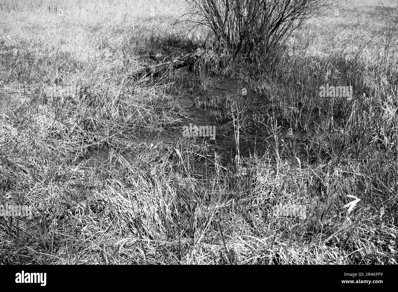 An overgrown field of wild grasses and a bush in a black and white ...