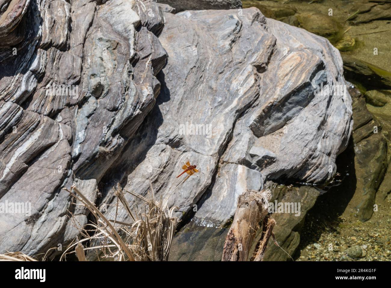 Orange dragonfly resting on a dry twig in front of the rough boulder in ...