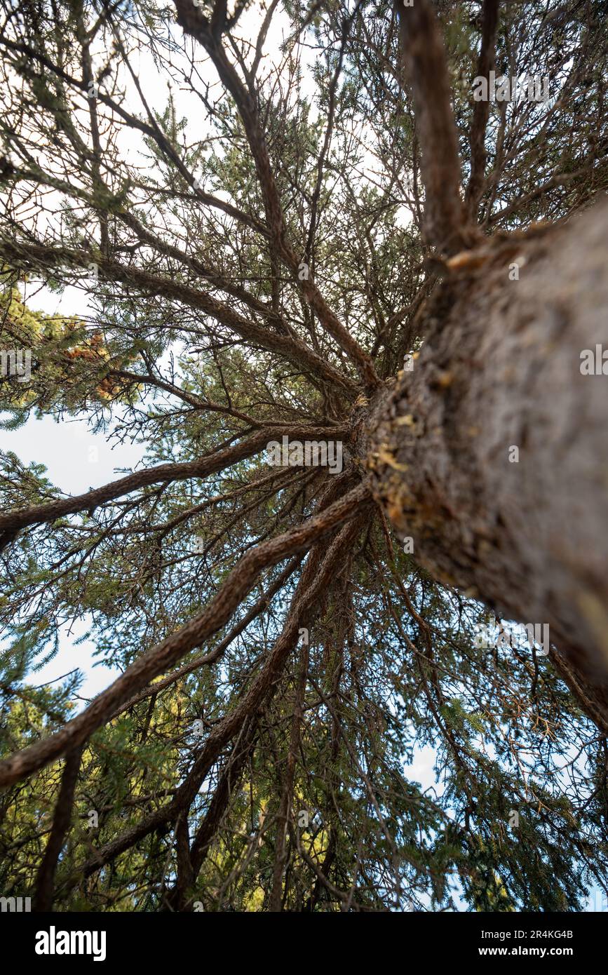 Below, upwards view of a spruce tree in the boreal forest of Canada ...