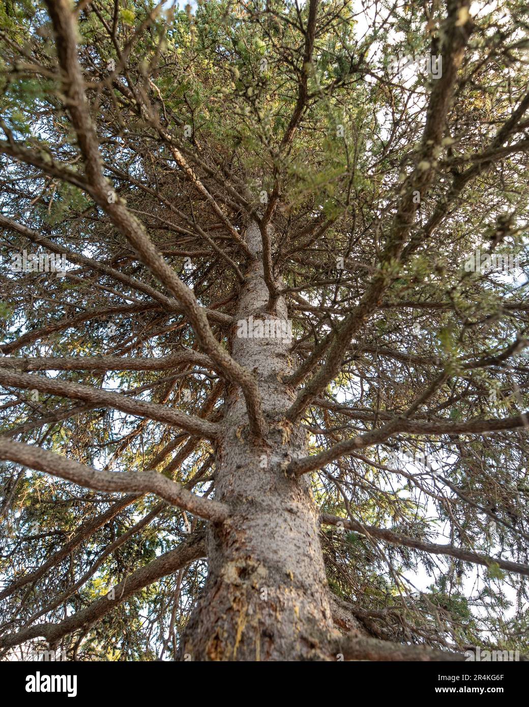 Below, upwards view of a spruce tree in the boreal forest of Canada ...