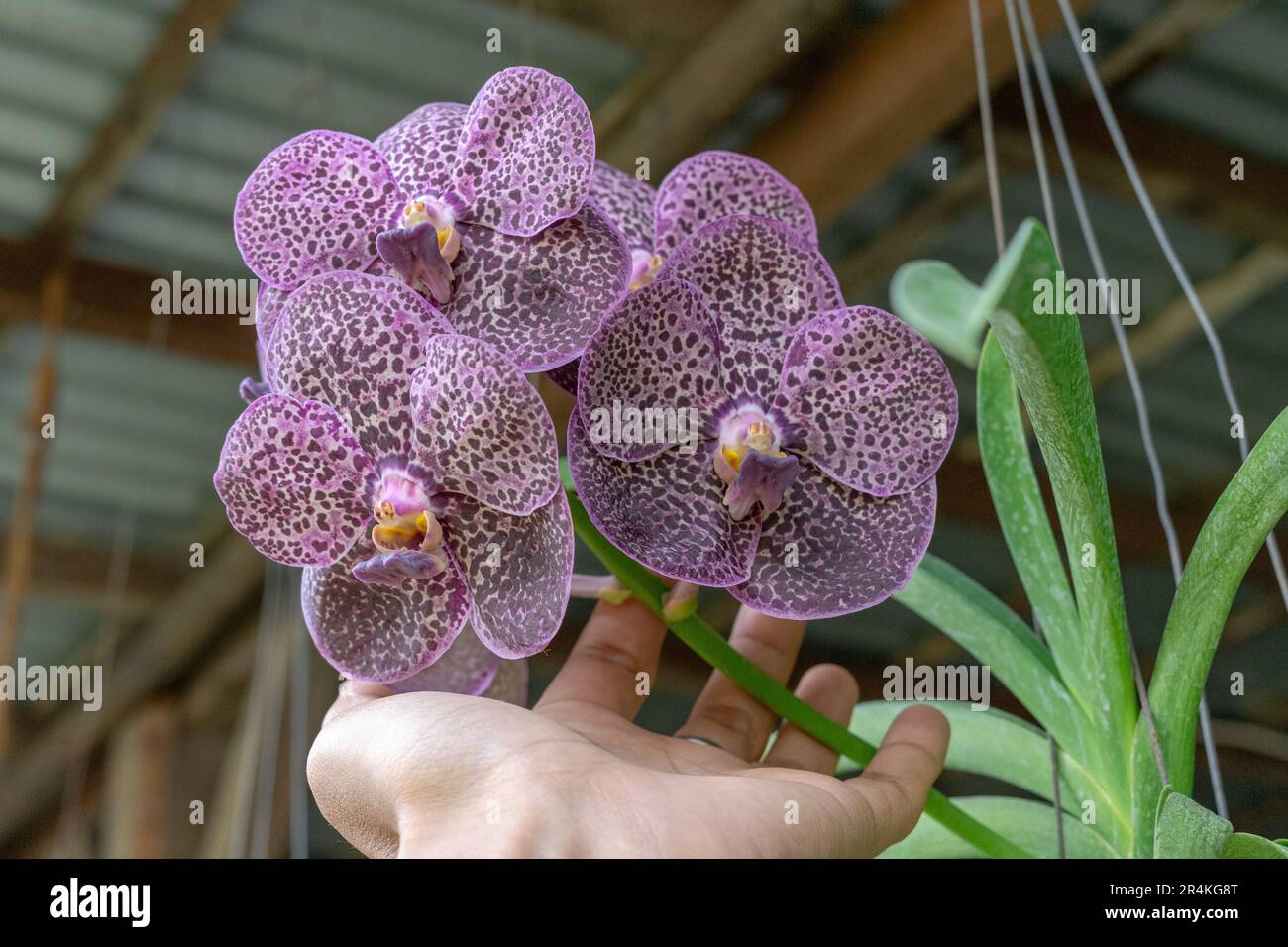 The Vanda Kulvadee Fragance Black blooms in the garden under the roof Stock Photo - Alamy