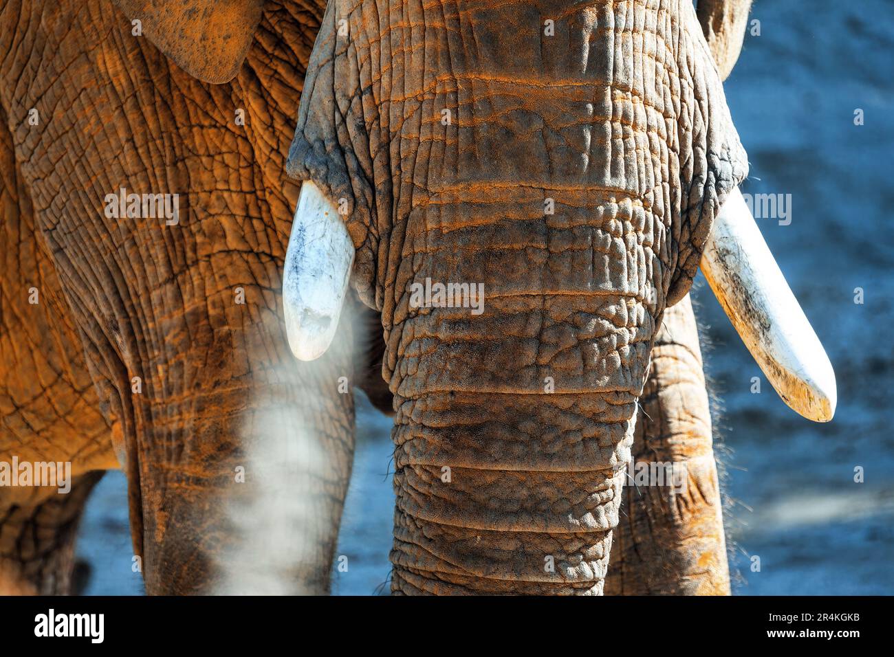 Tusks and elephant trunk . Elephant skin details Stock Photo - Alamy