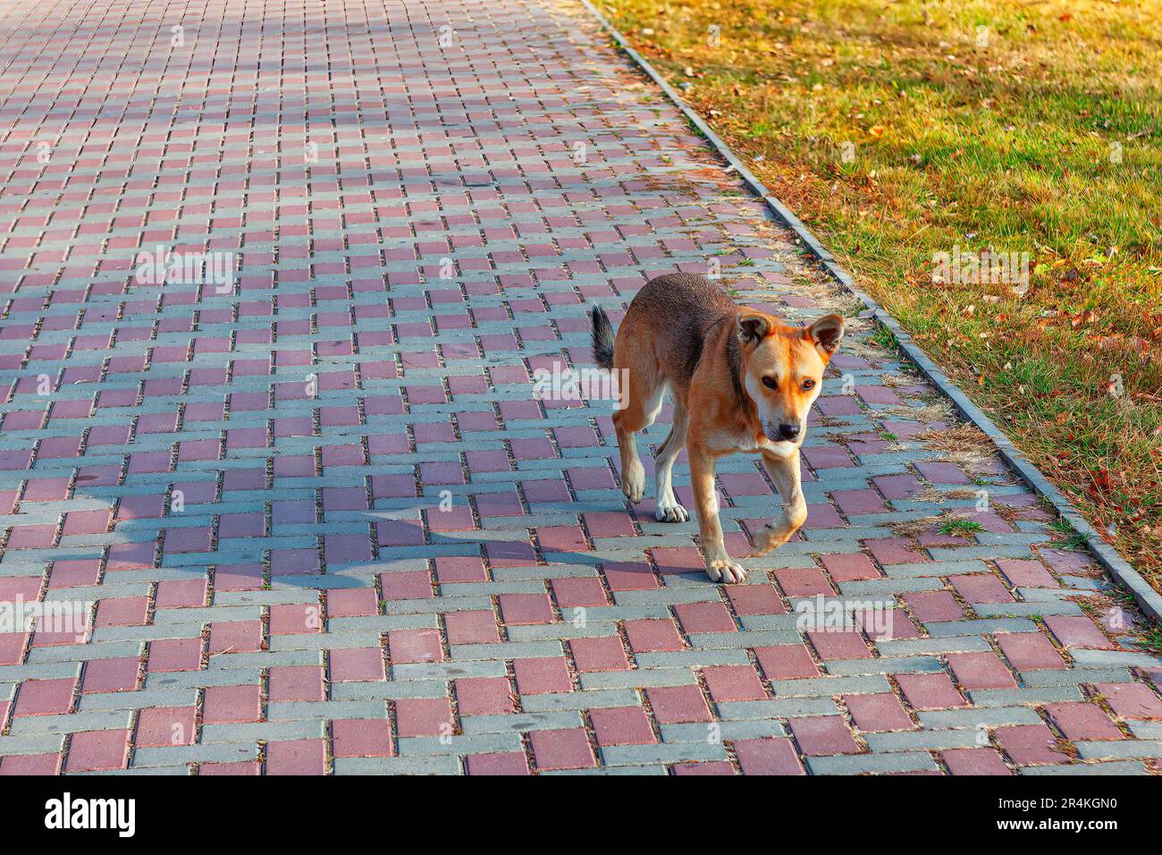 Puppy walking on pavement hi-res stock photography and images - Alamy