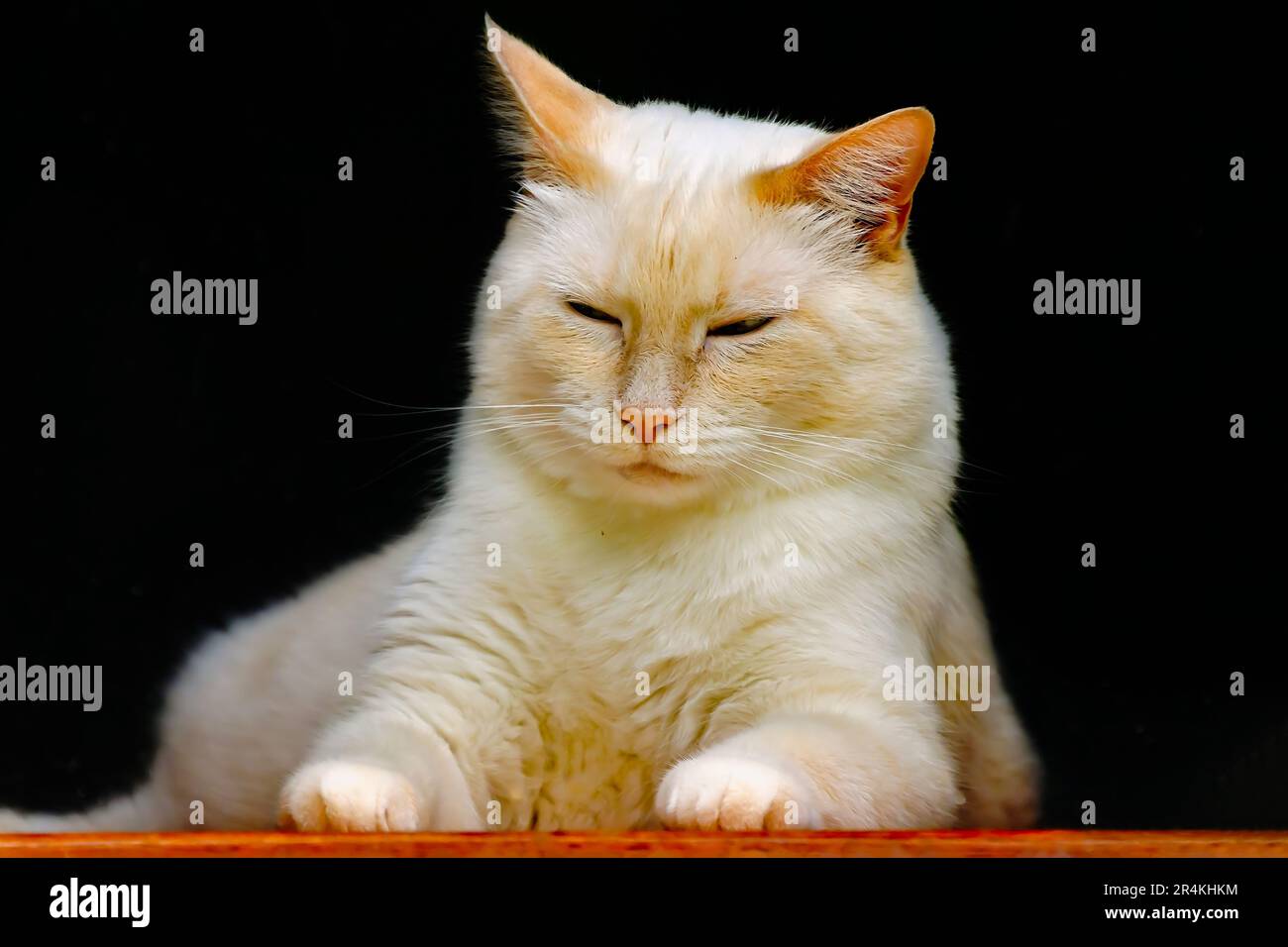 Blue, a flame-point Siamese cat, looks out a window, May 21, 2023, in ...