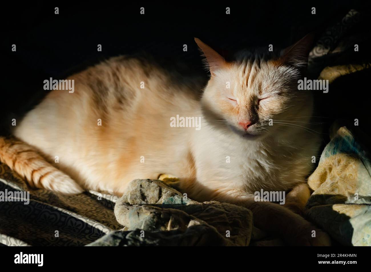 Blue, a Flame Point Siamese cat, rests in a patch of sunshine, May 22 ...