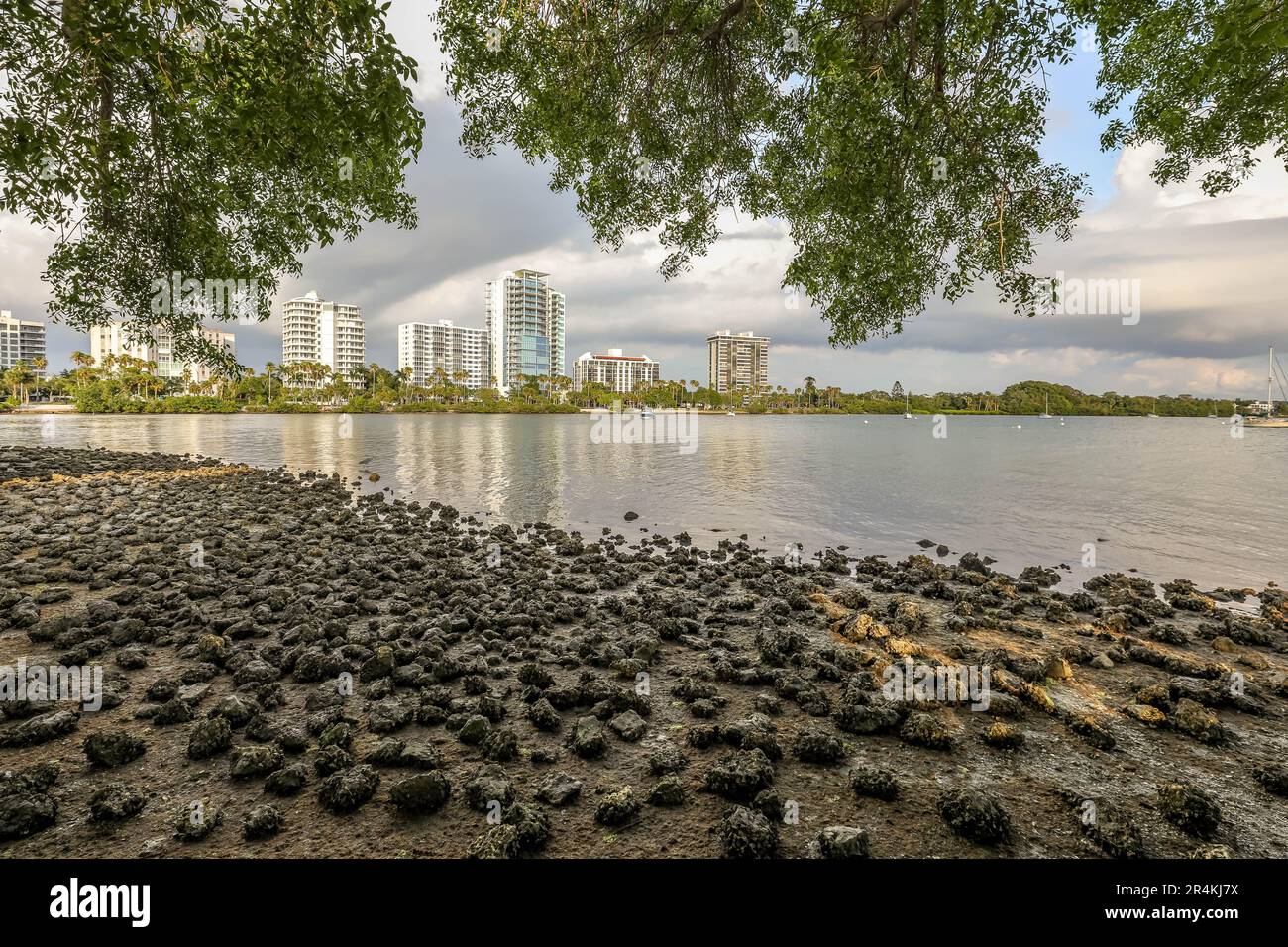 Downtown Sarasota buildings viewed from across Sarasota Bay through ...