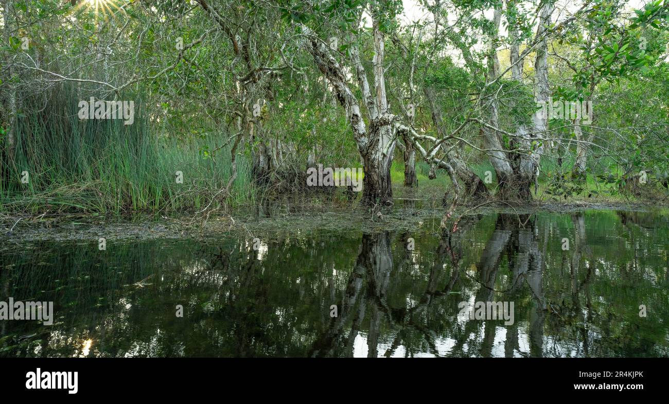 White samet or cajuput trees in wetlands forest with reflections in ...