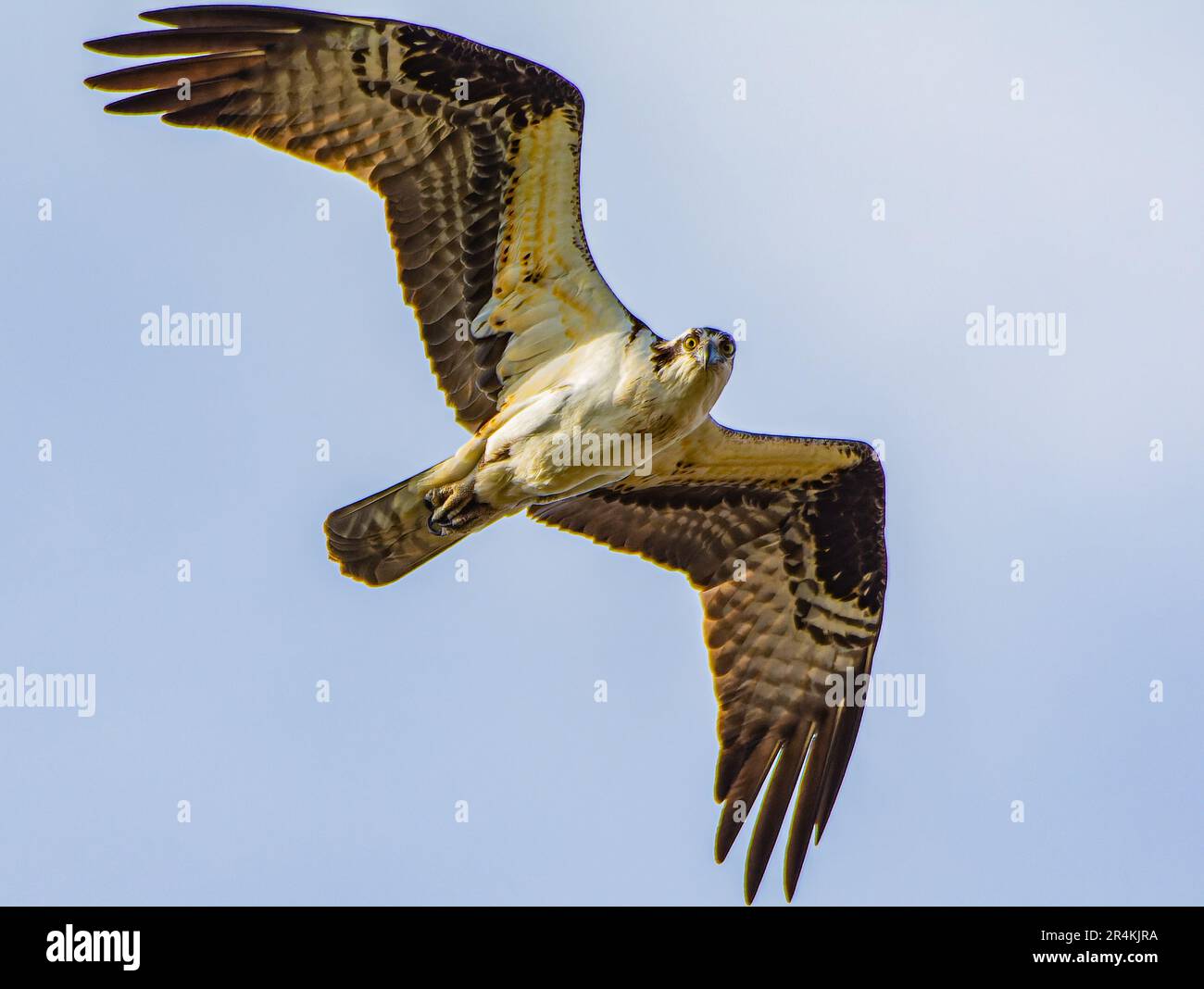 Native osprey hi-res stock photography and images - Alamy