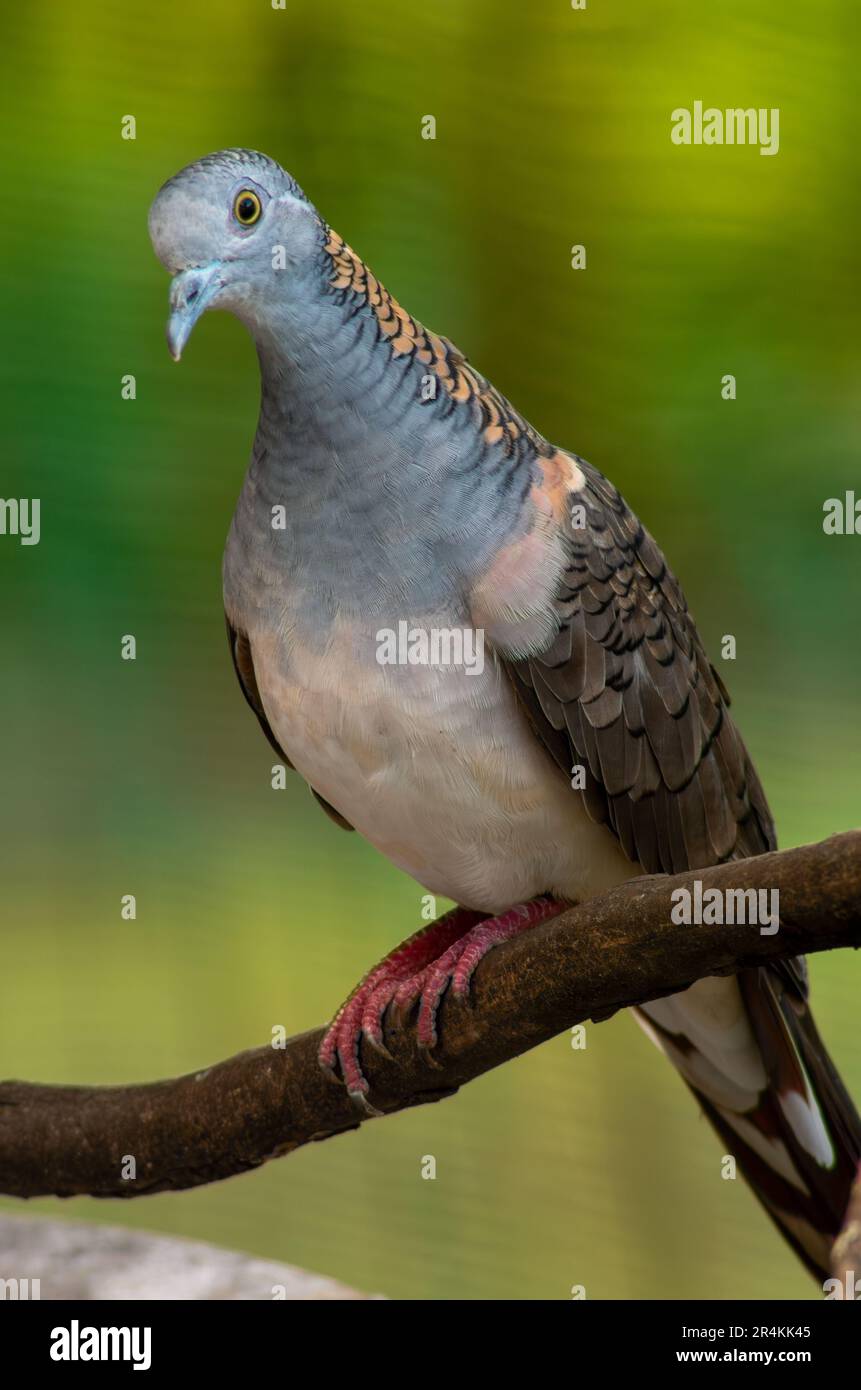 Bar-shouldered dove, Geopelia humeralis Stock Photo - Alamy