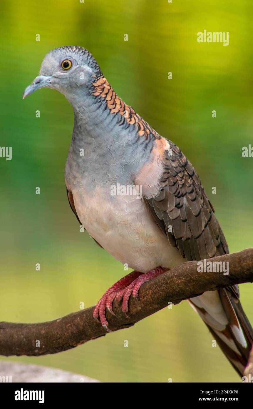 Bar-shouldered dove, Geopelia humeralis Stock Photo - Alamy