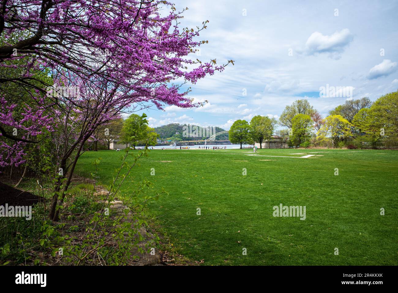 In Pittsburgh, Pennsylvania, cherry blossoms bloom in Point State Park ...