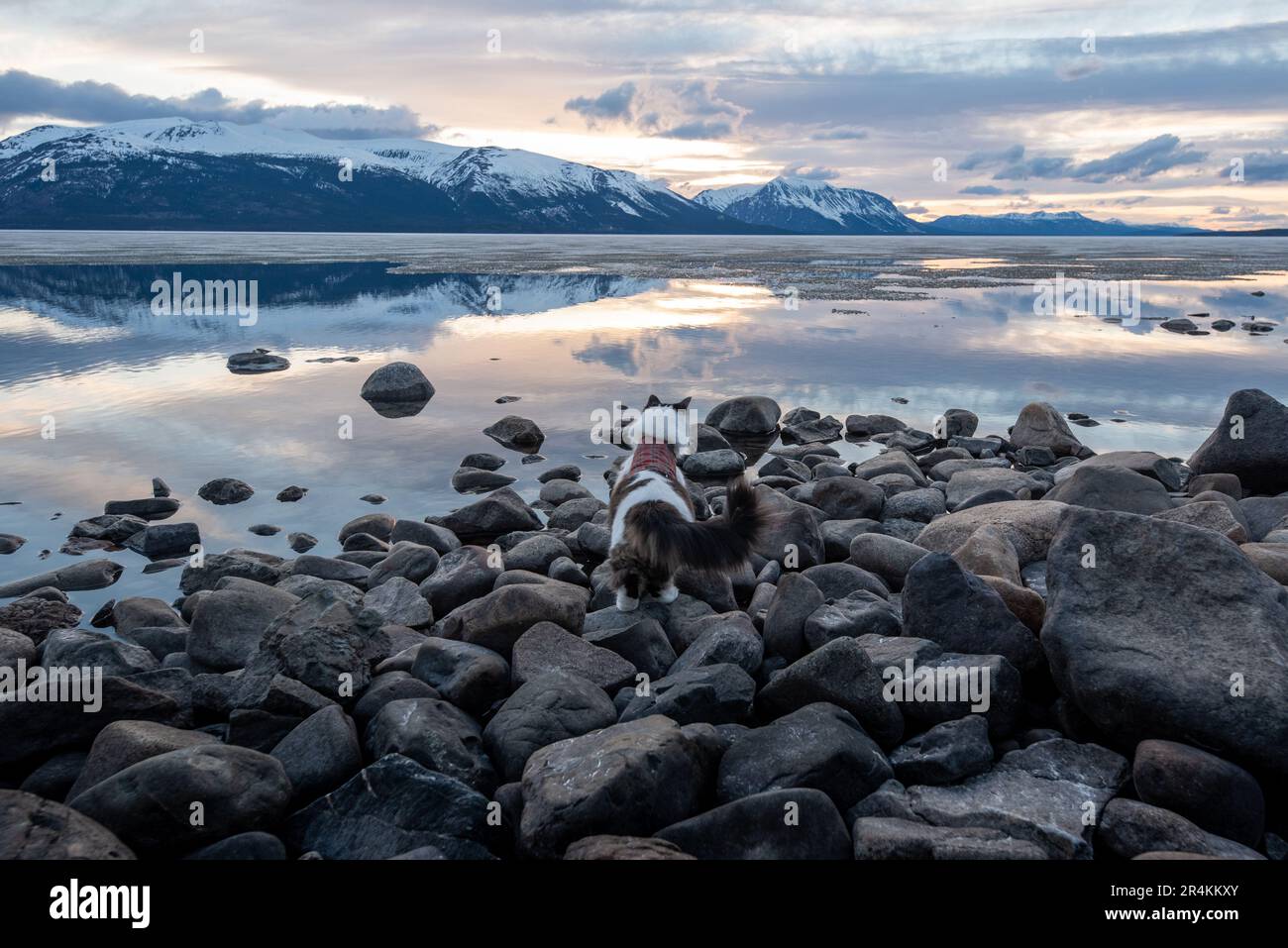 Sunset views in British Columbia with pet cat, fluffy black white ...