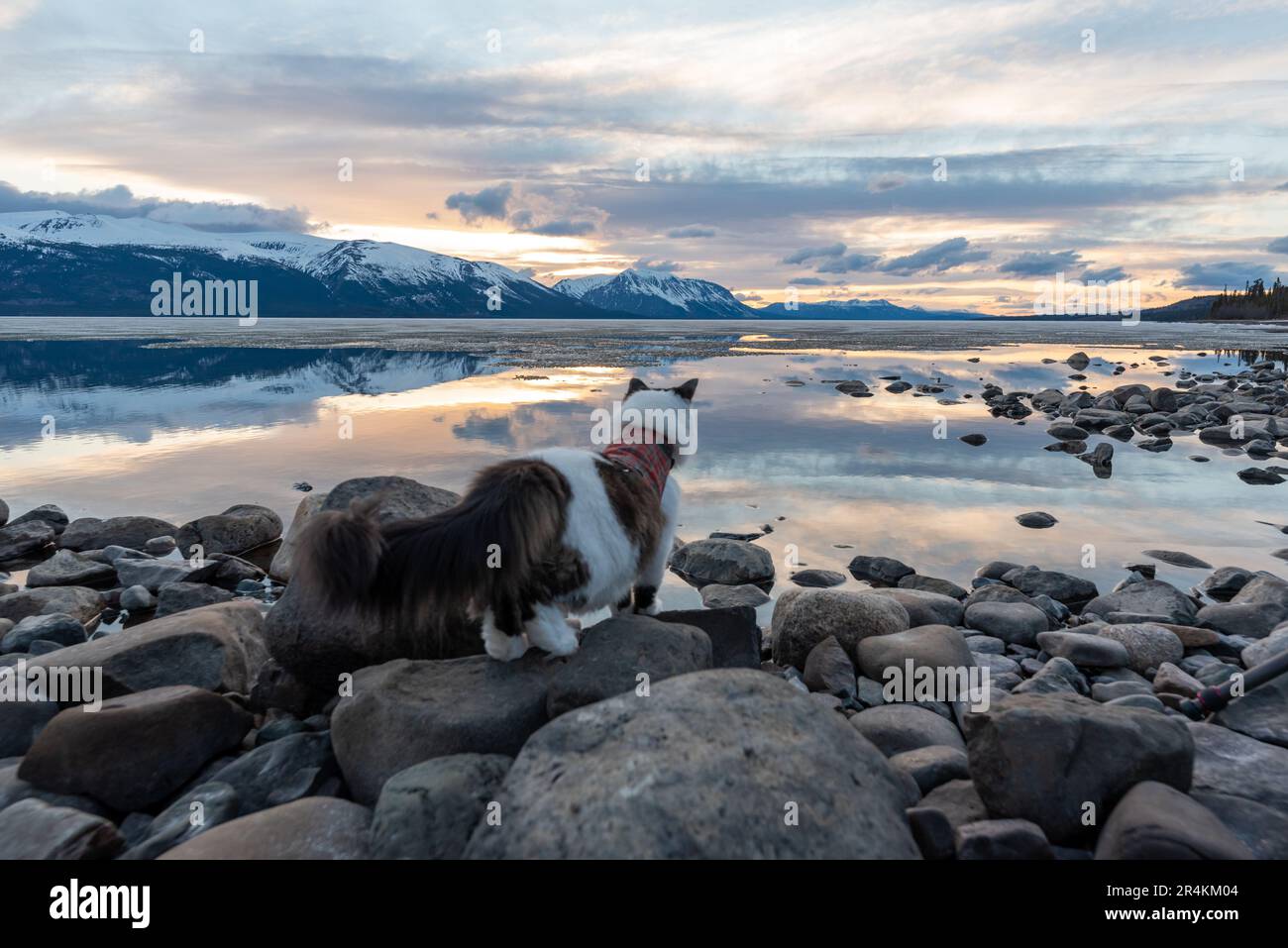 Sunset views in British Columbia with pet cat, fluffy black white ...