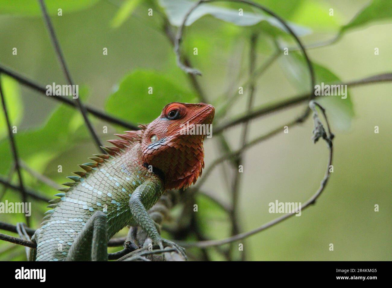 Lizards in Sri Lanka. Visit Sri Lanka Stock Photo - Alamy