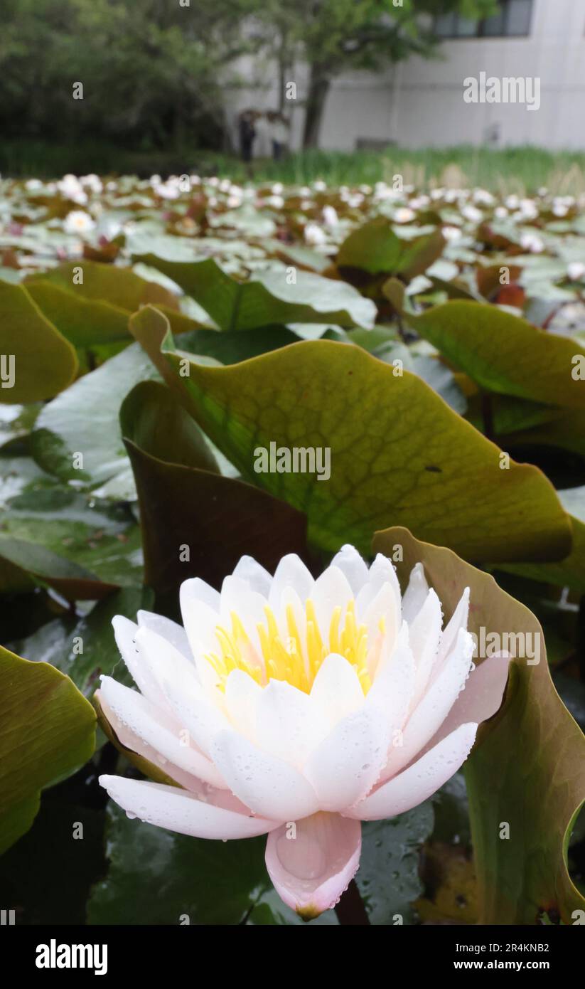 Water lilies are in full bloom at Akashi Park in Akachi City, Hyogo ...