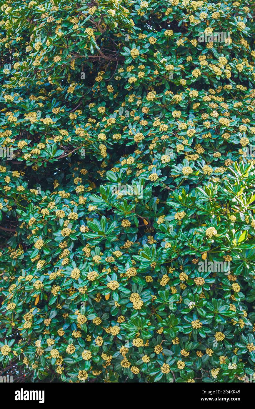 The Japanese cheese wood is also known as Japanese pittosporum ...