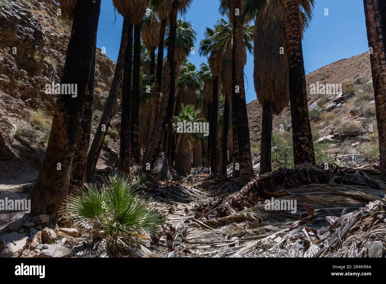 Scenic Palm Canyon vista, Palm Springs, southern California Stock Photo ...