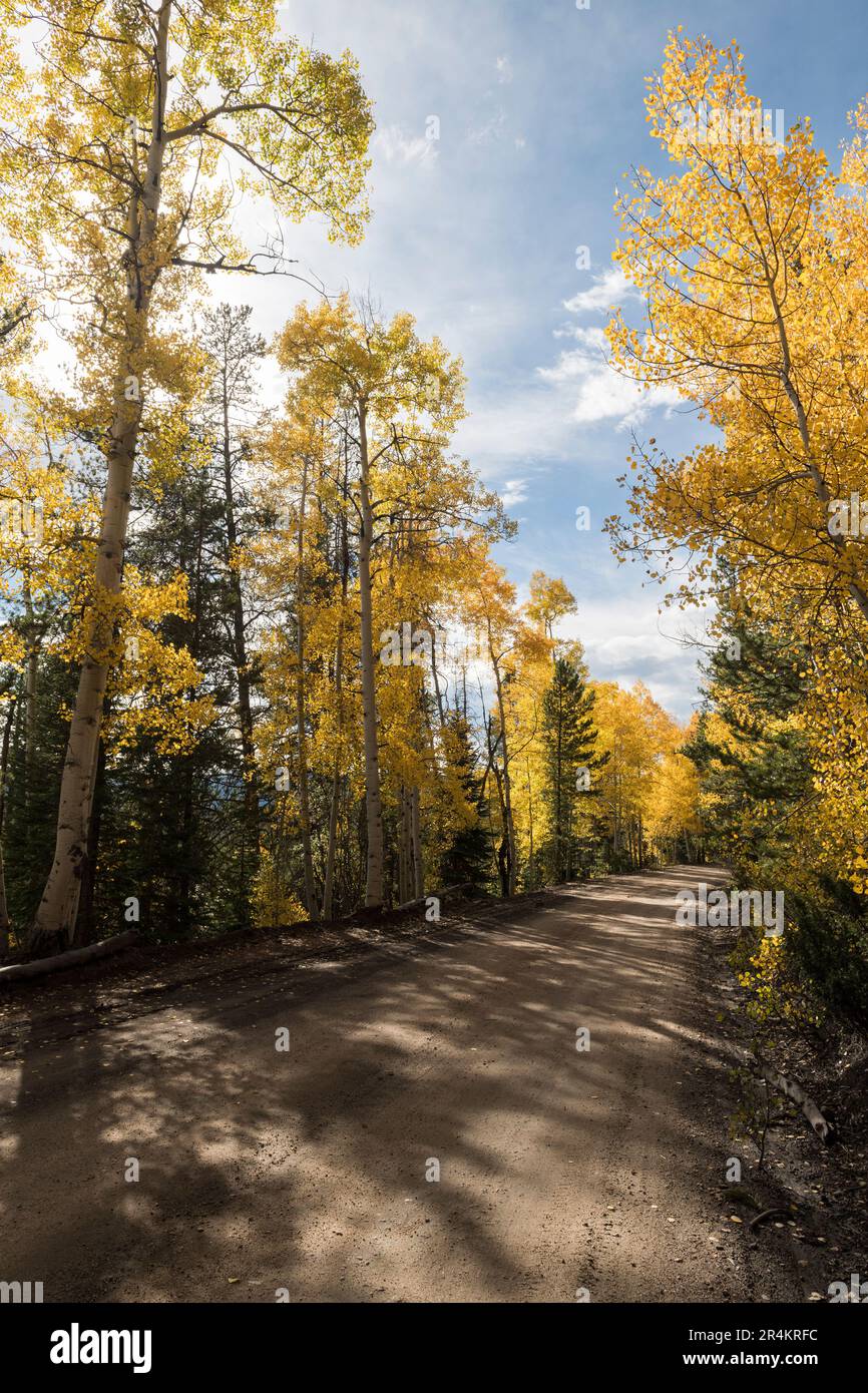 Backlit golden fall colors along County Ivanhoe Lake Road which winds ...