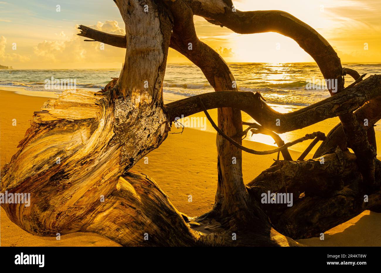Sunrise on Driftwood and The Sandy Shore of Lydgate Beach, Lydgate ...