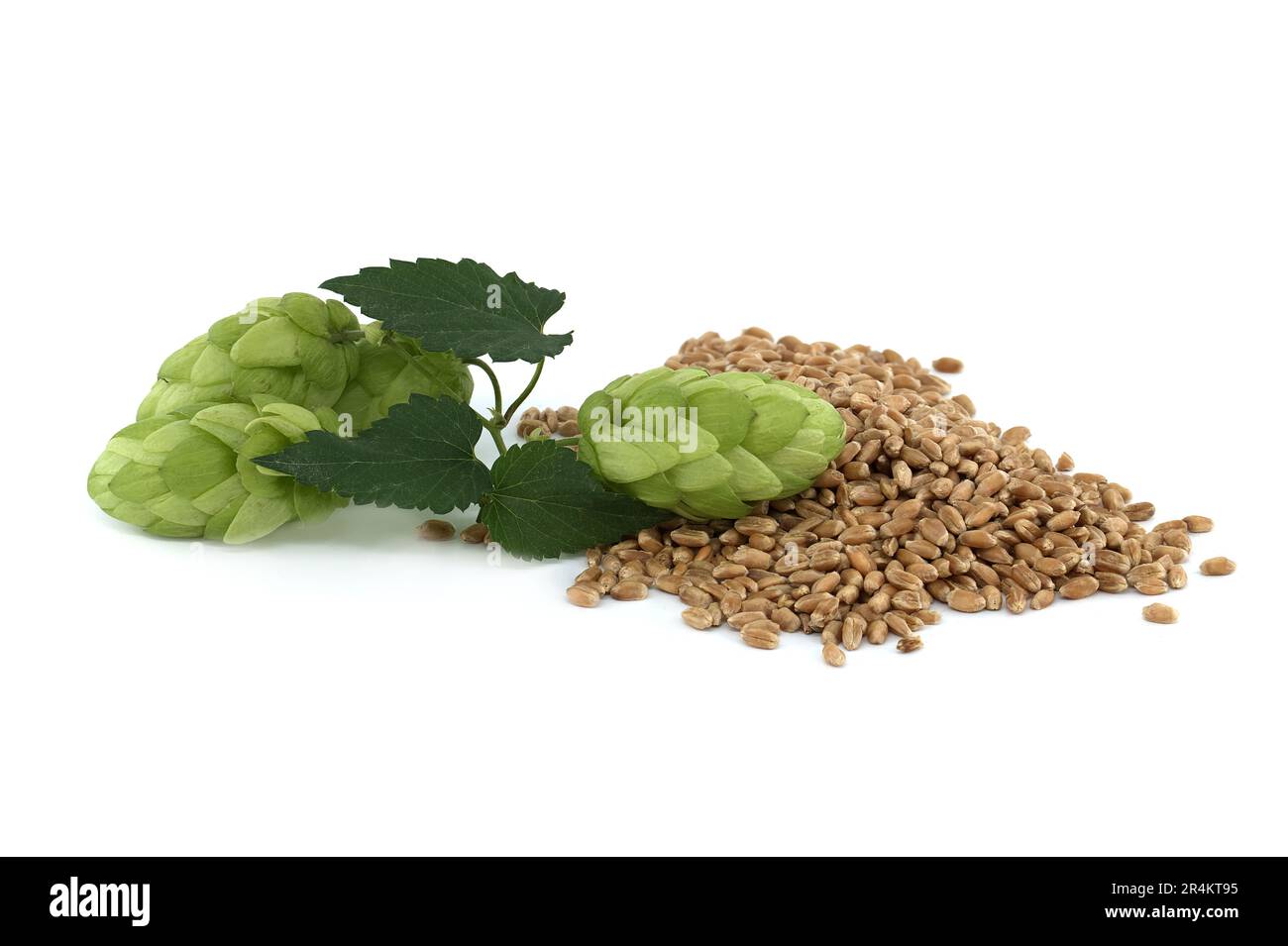 Sprig of green hops cones with leaves and wheat grain seeds isolated on ...
