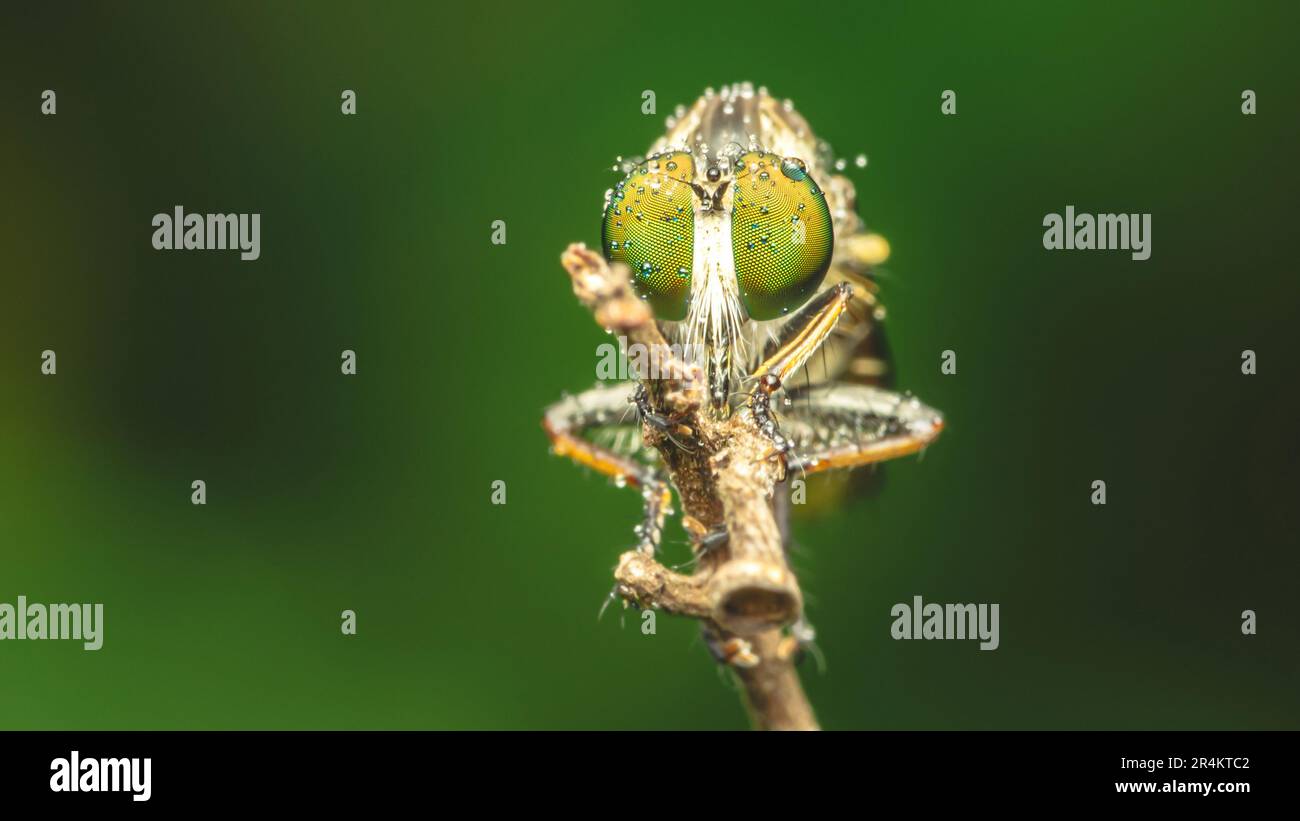 Wild nature insect wallpaper hi-res stock photography and images - Alamy