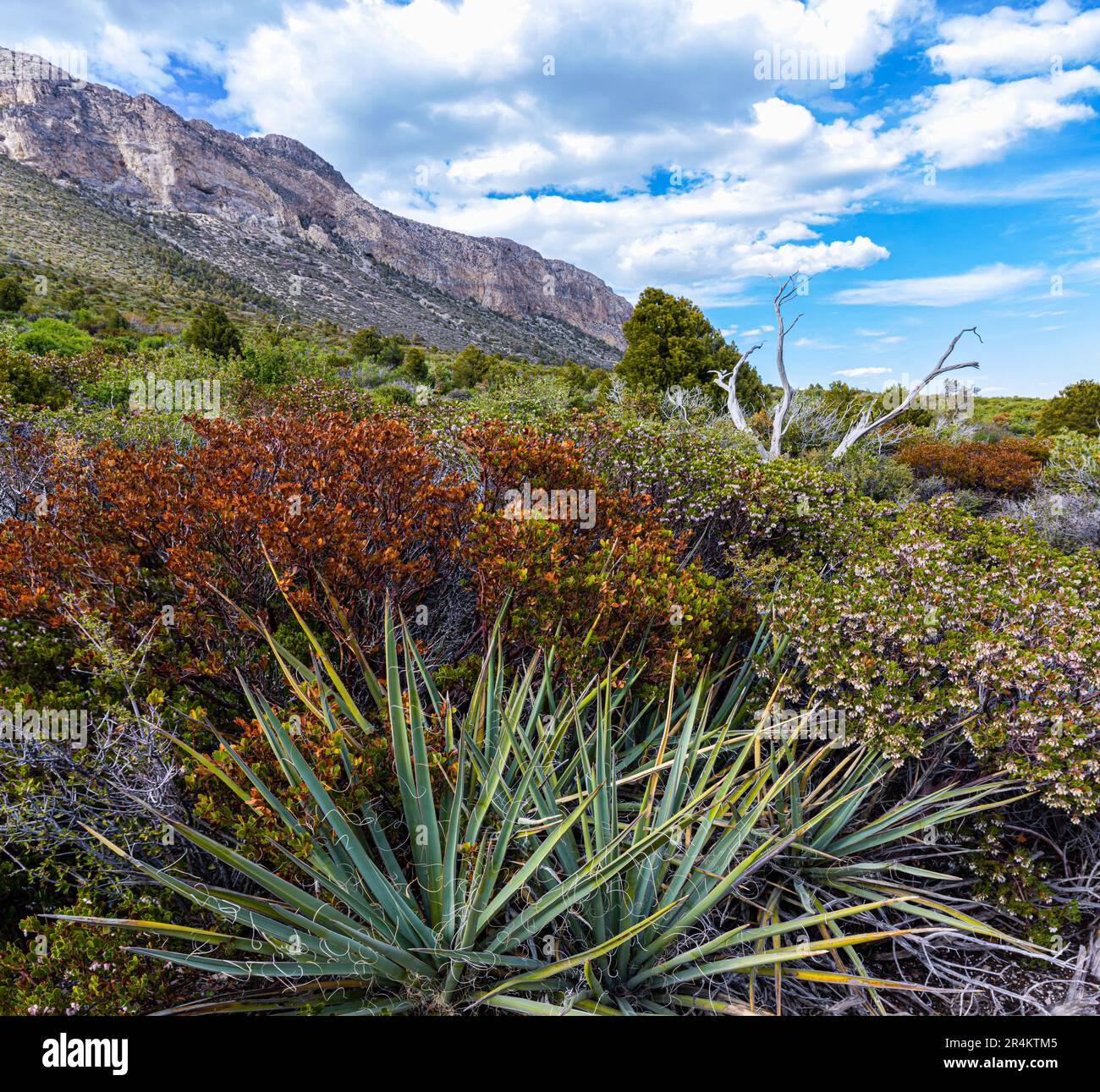 Cactus and Wildflowers on The Eagles Nest Loop, Spring Mountains ...