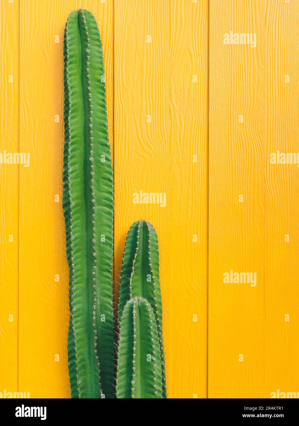 Close up to beautiful green cactus with thorn on bright yellow color ...