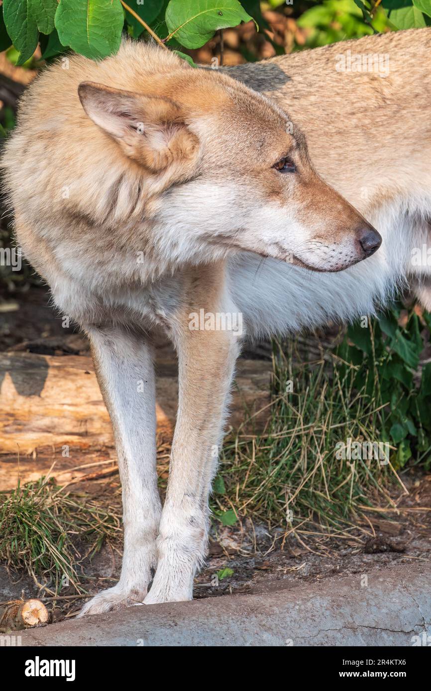 Gray wolf in forest on the green grass. The wolf, Canis lupus, also known as the gray wolf or ...