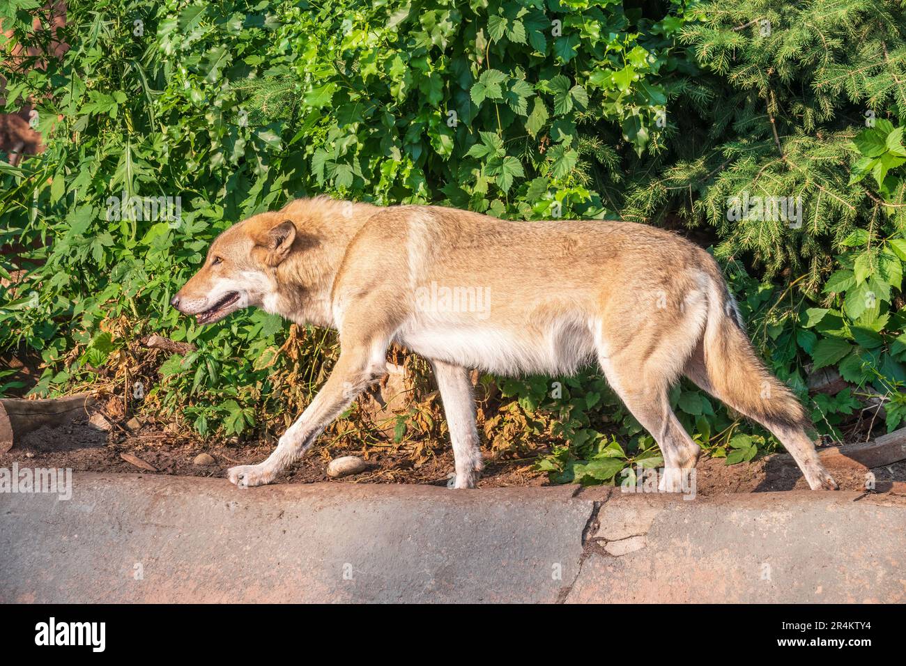 Gray wolf in forest on the green grass. The wolf, Canis lupus, also ...