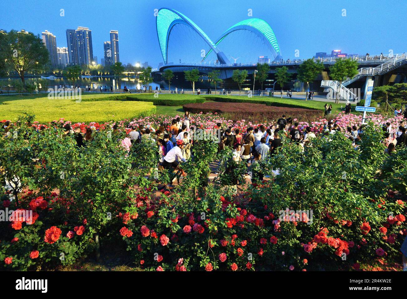 **CHINESE MAINLAND, HONG KONG, MACAU AND TAIWAN OUT** Chinese roses ...