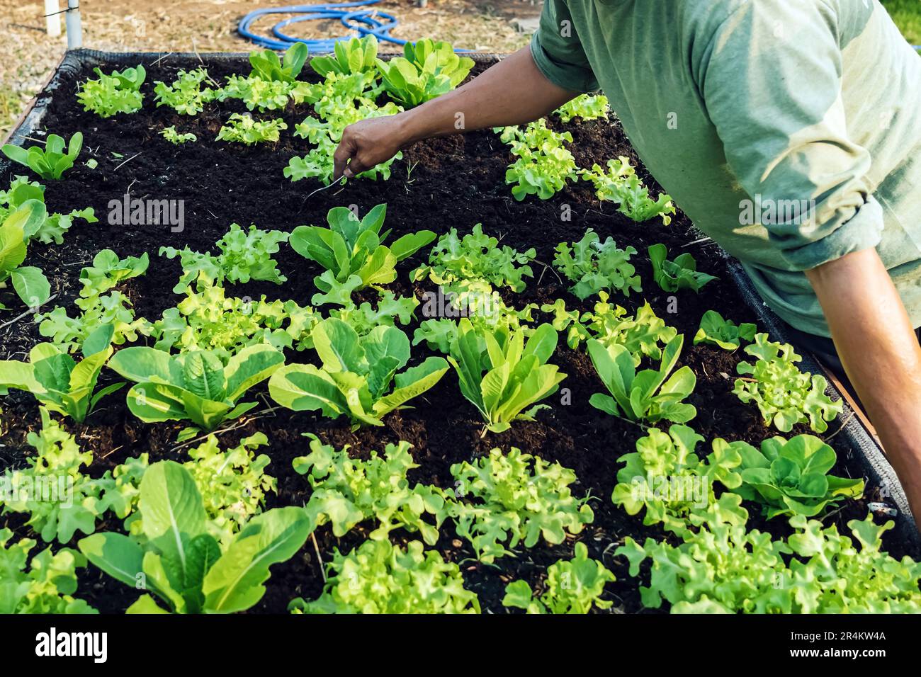 Hand of male farmer using a food fork to shovel soil to cultivate ...